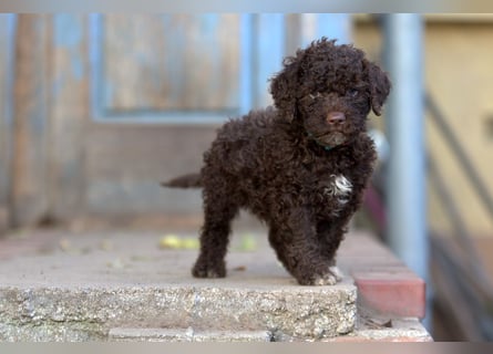 Lagotto Romagnolo kaufen - Hunde & Welpen