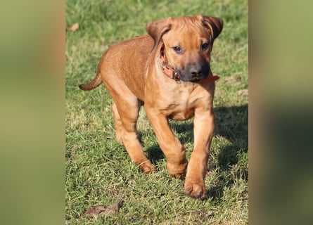 Rhodesian Ridgeback finden - Hunde & Welpen