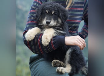 Rassehunde finden | Hundemarkt edogs.de