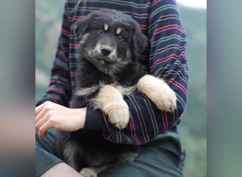 Rassehunde finden | Hundemarkt edogs.de