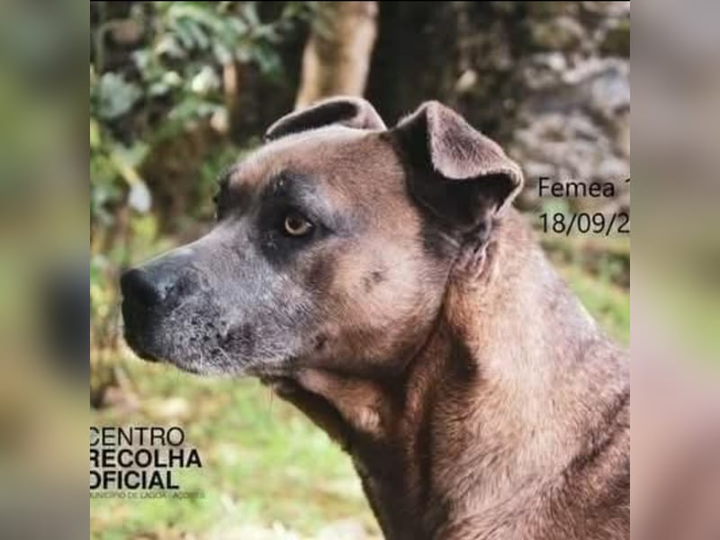 Zara - Vierbeiner sucht ihre Zweineiner