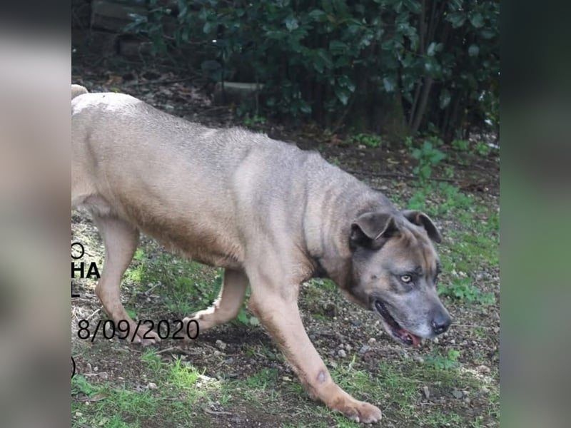 Zara - Vierbeiner sucht ihre Zweineiner