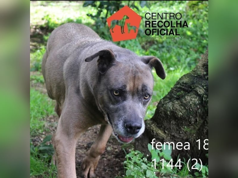 Zara - Vierbeiner sucht ihre Zweineiner