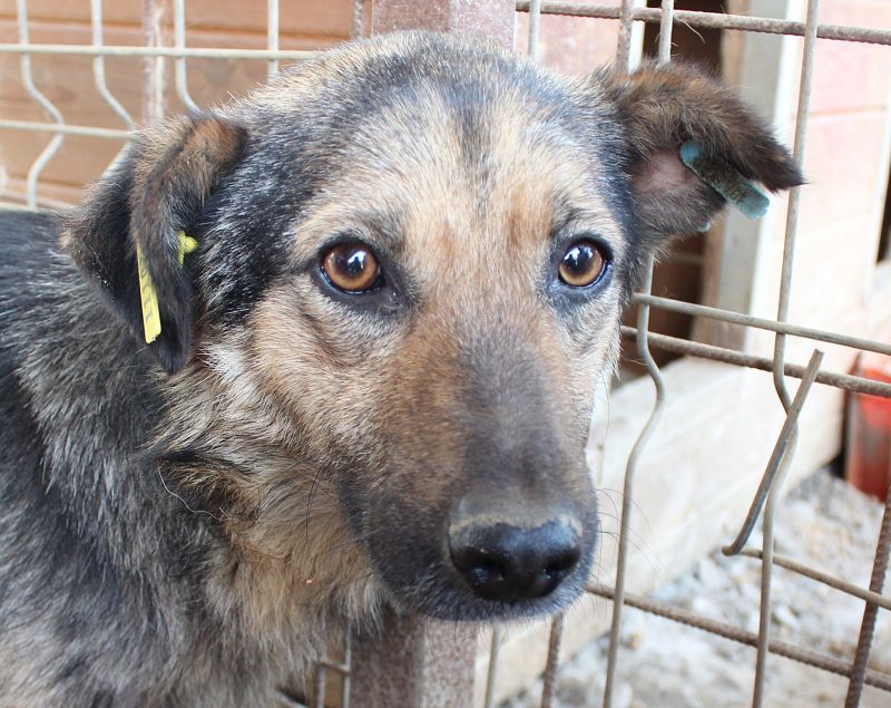 Mischling Hündin 4 Jahre Bicolor