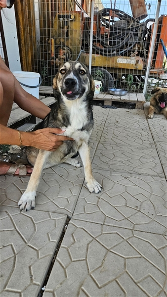 - andere Rassen Hündin 1 Jahr