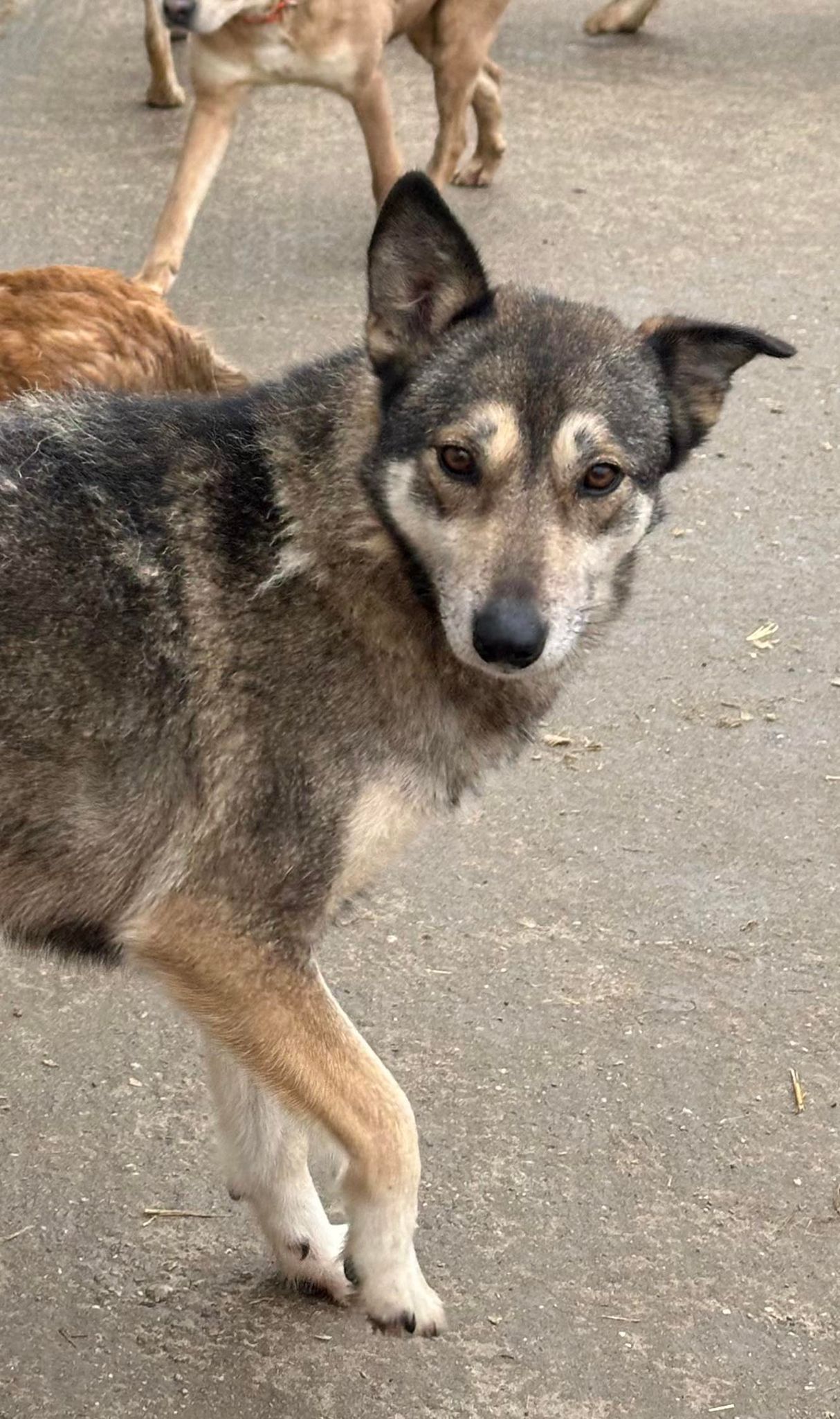 Mischling Hündin 7 Jahre Wildfarben