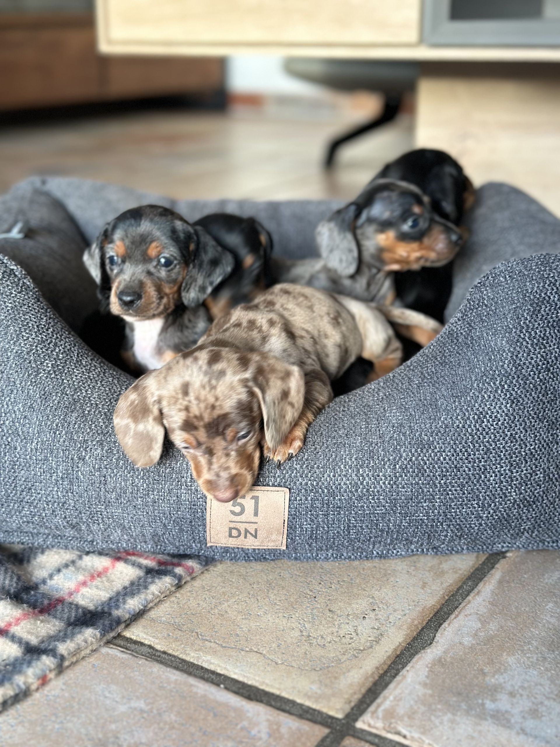 Dackel Hündin 2 Monate Black Tan Merle