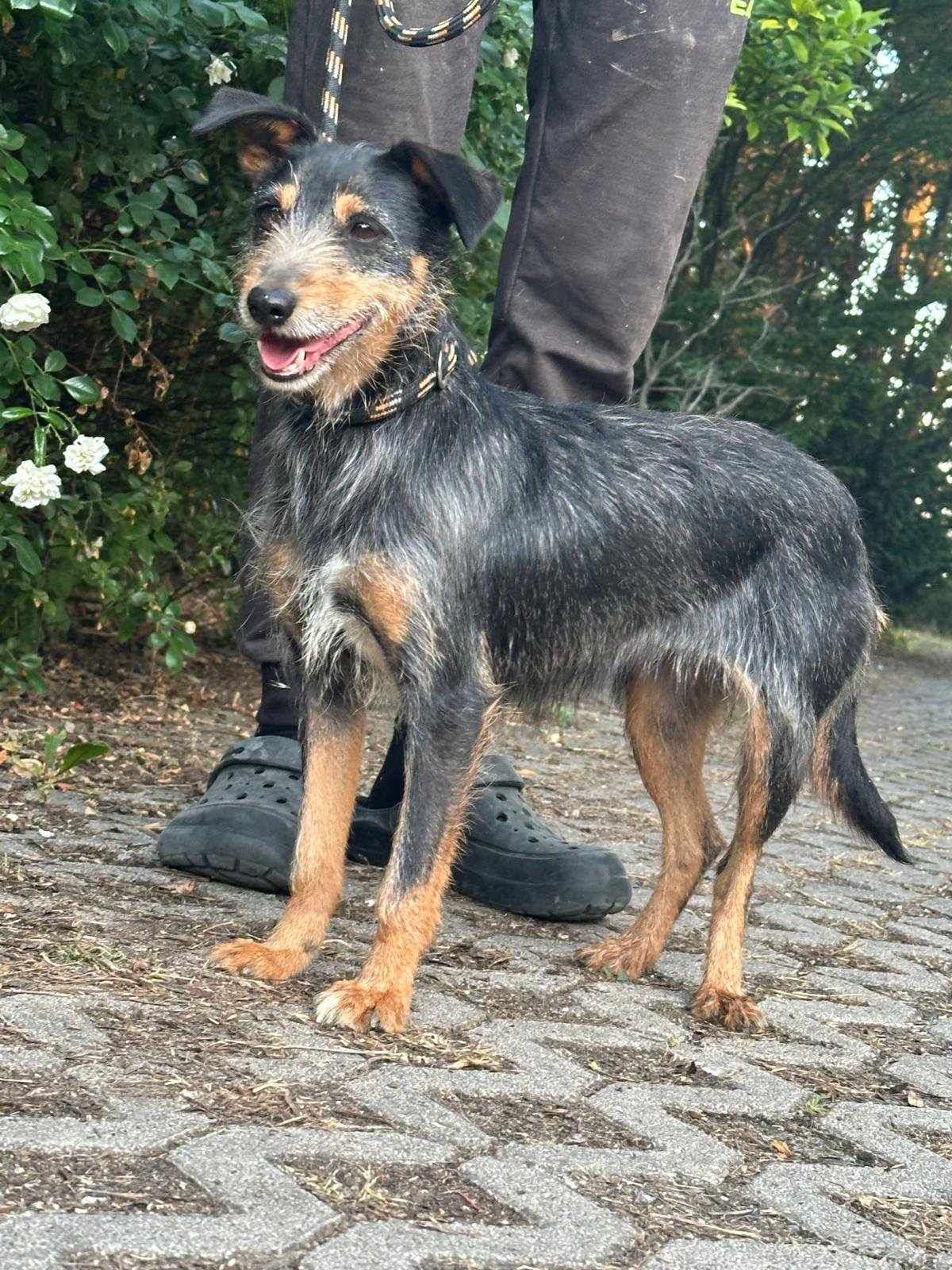 Mischling Hündin 4 Jahre
