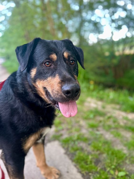 Mischling Rüde 3 Jahre Tricolor