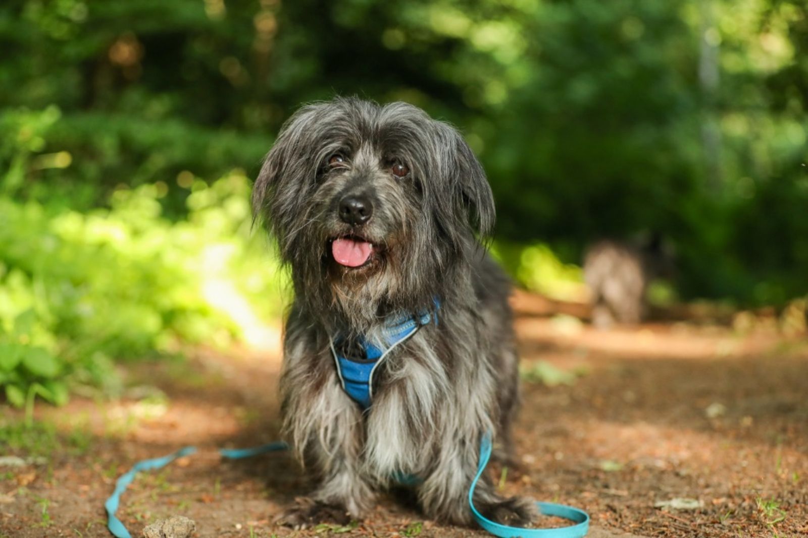 Dako lebt auf einer Pflegestelle in 46119 Oberhausen