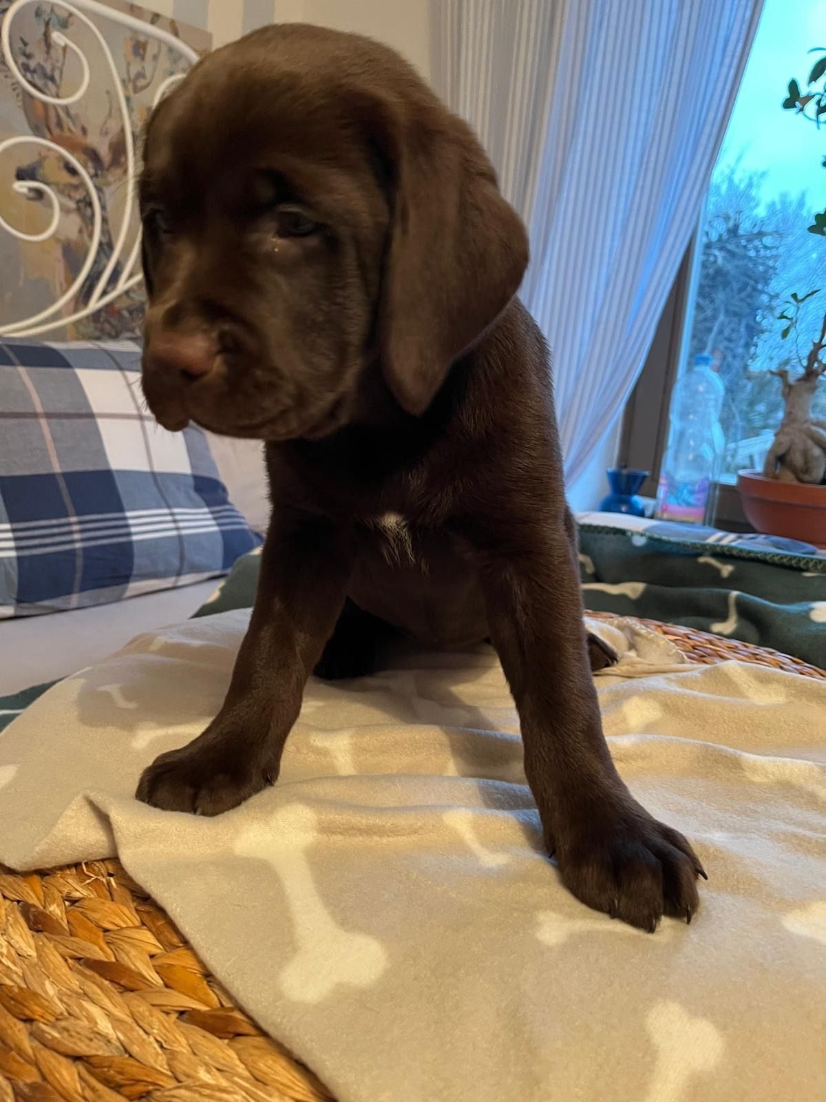 Labrador Retriever Hündin 3 Monate Braun