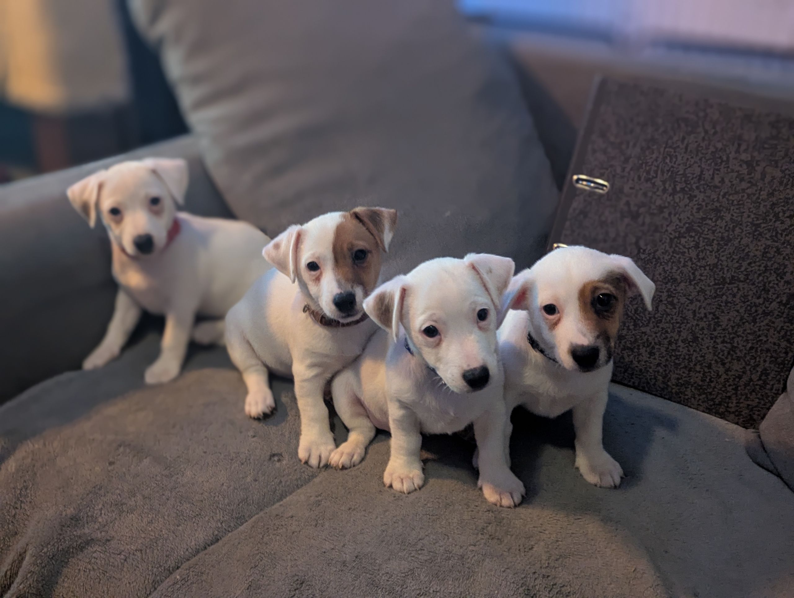 Jack Russell Terrier Hündin 2 Monate Weiß