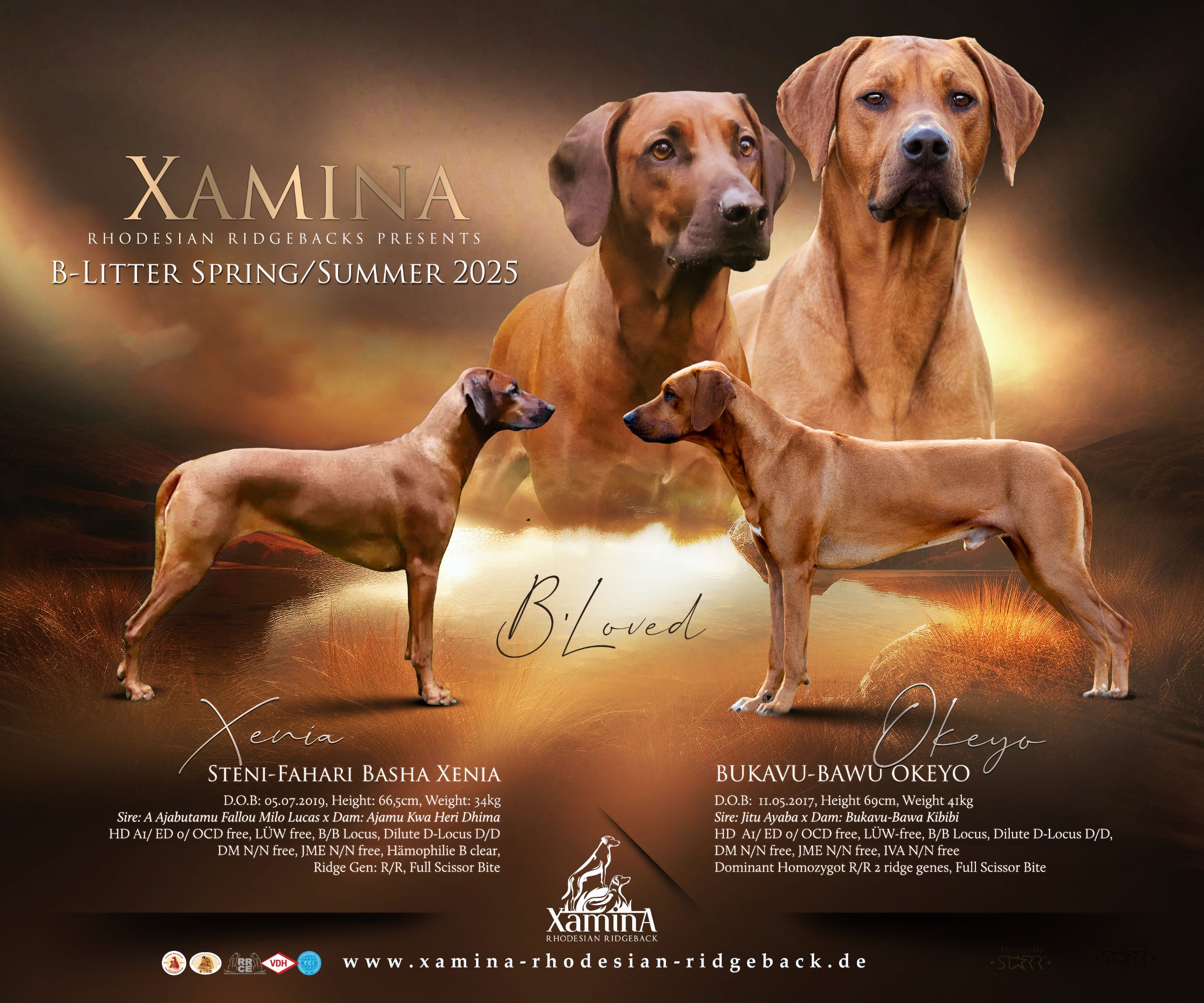 Rhodesian Ridgeback Red Wheaten