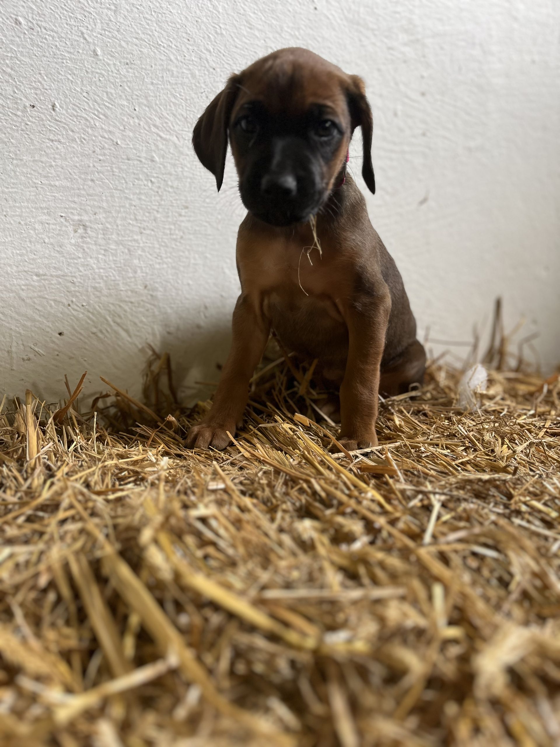 Rhodesian Ridgeback Hündin 1 Monat Braun