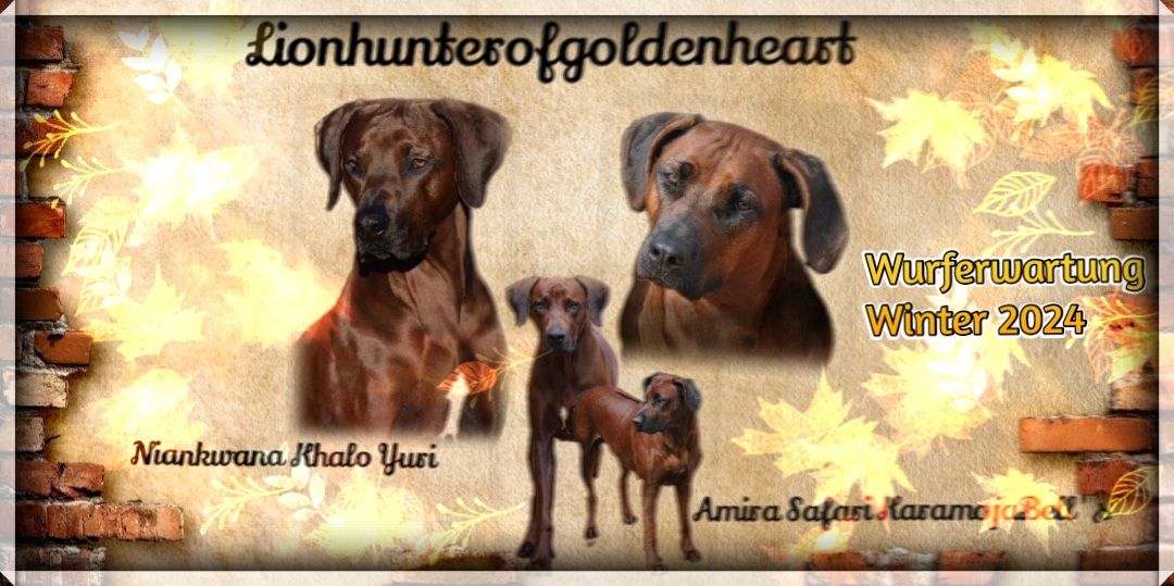 Rhodesian Ridgeback Rüde 1 Monat Red Wheaten