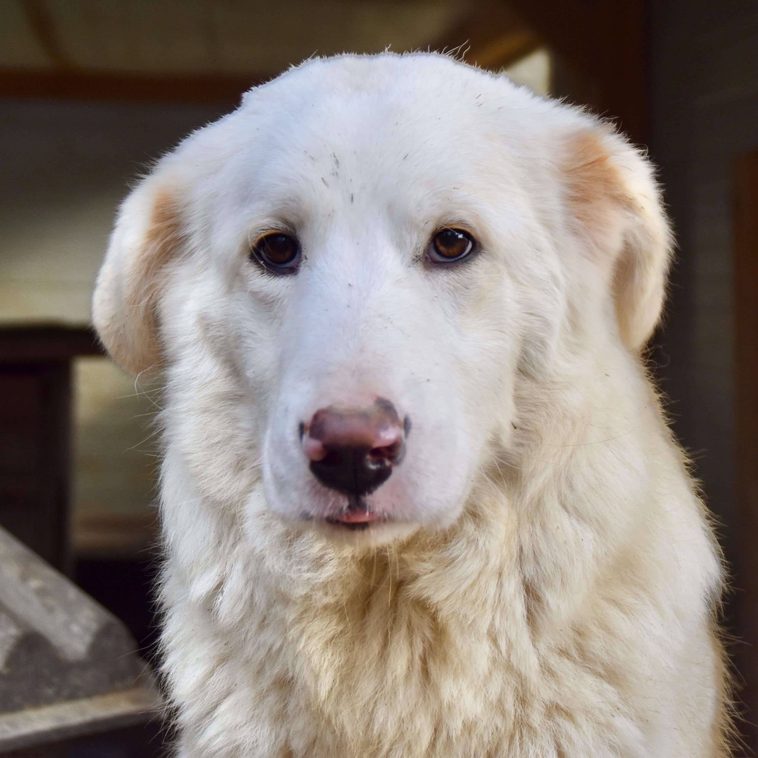 Maremmen-Abruzzen-Schäferhund Hündin 10 Monate Cremefarben