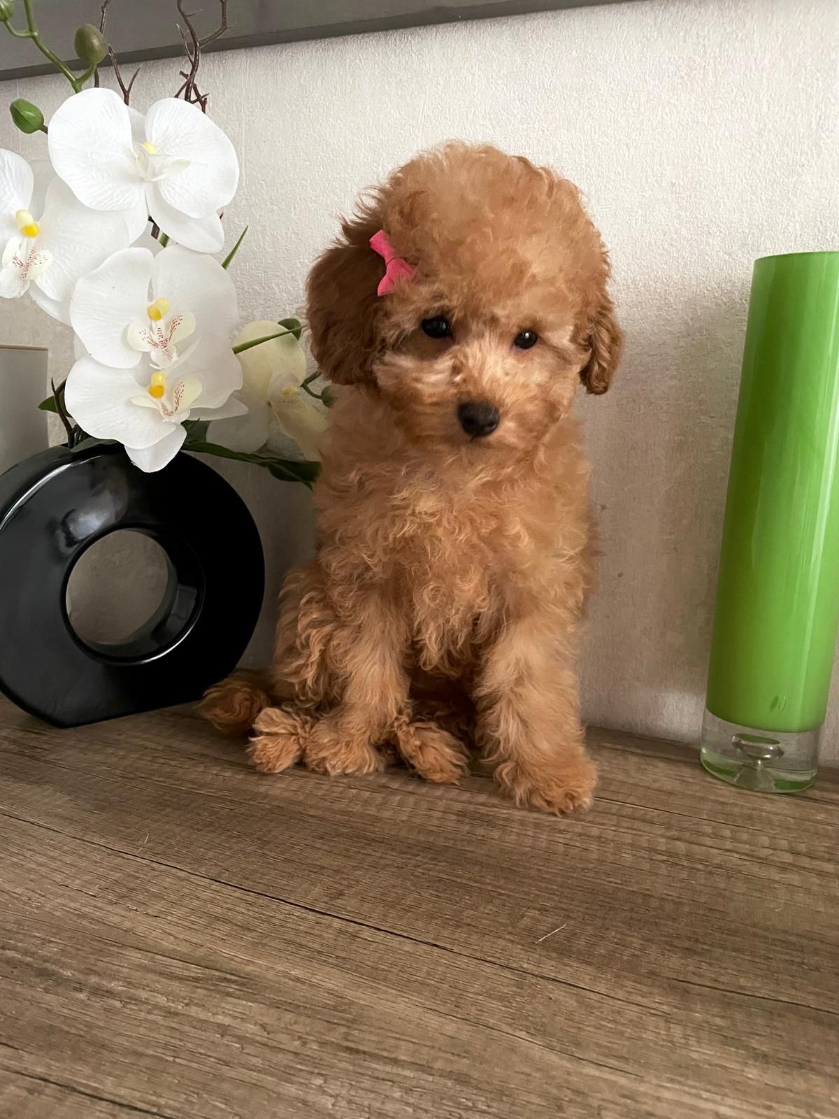 Toypudel Hündin 3 Monate