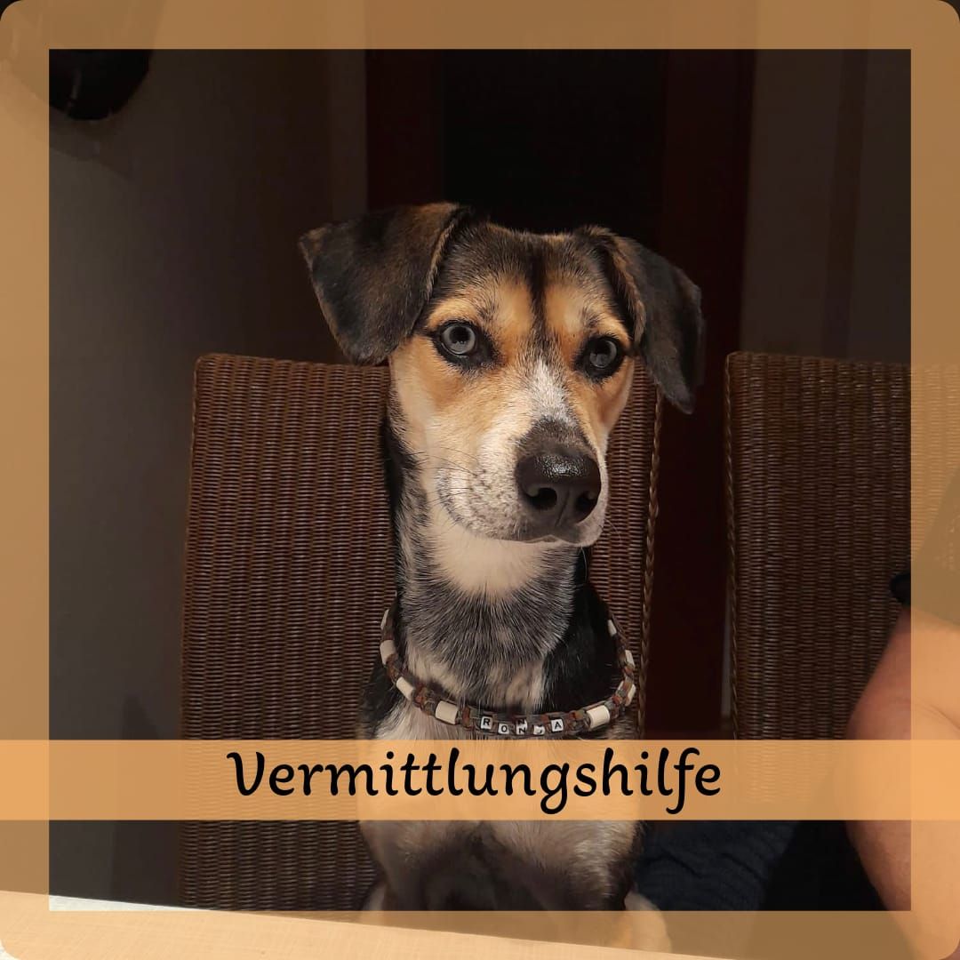 Mischling Hündin Jung Erwachsen (bis 3 Jahre) Tricolor