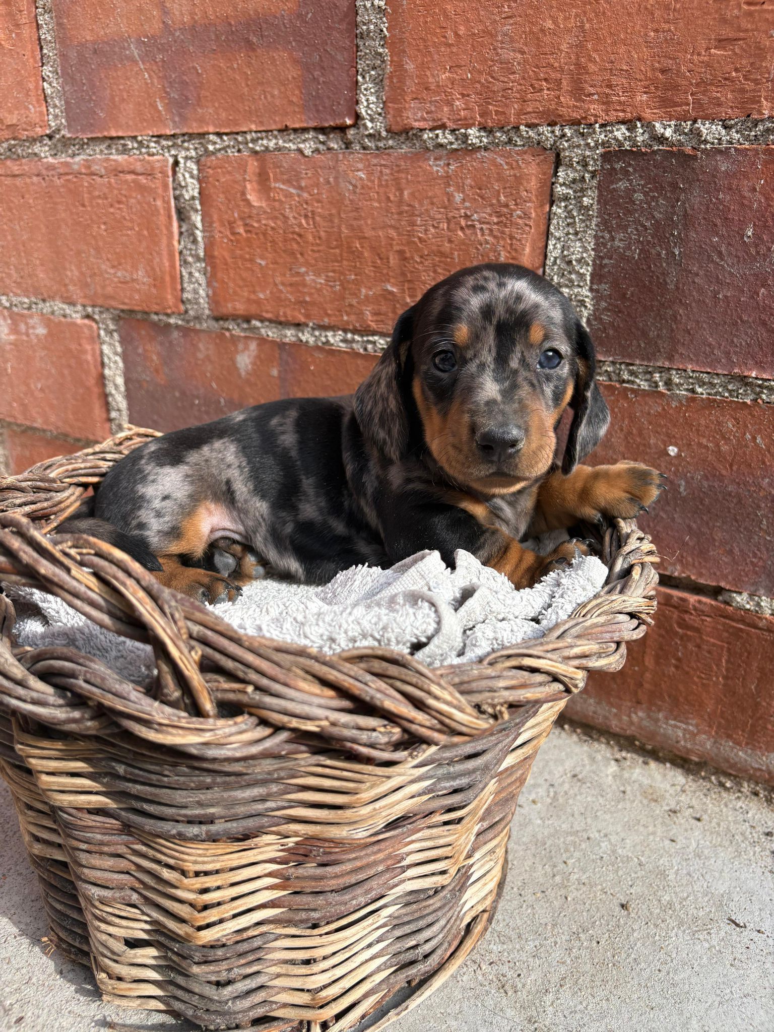 Dackel Hündin Jung Erwachsen (bis 3 Jahre) Red Merle