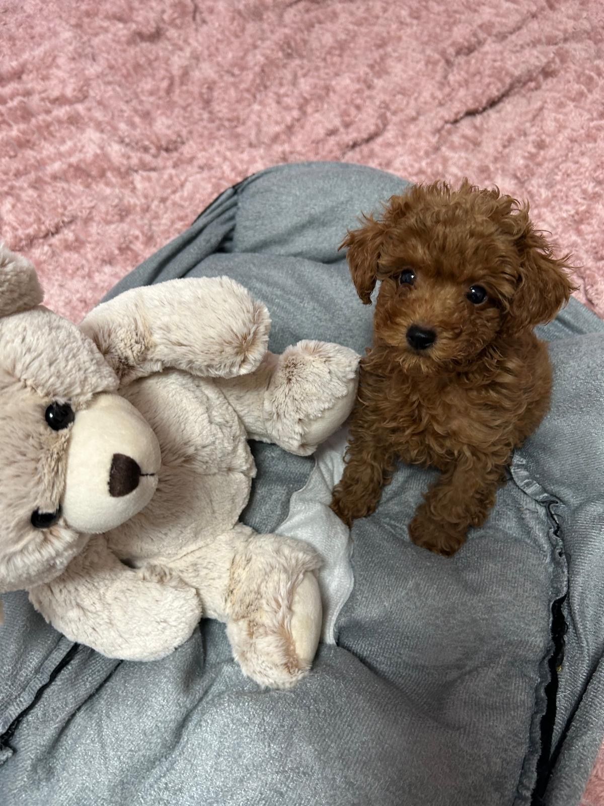 Pudel Hündin 2 Monate Braun