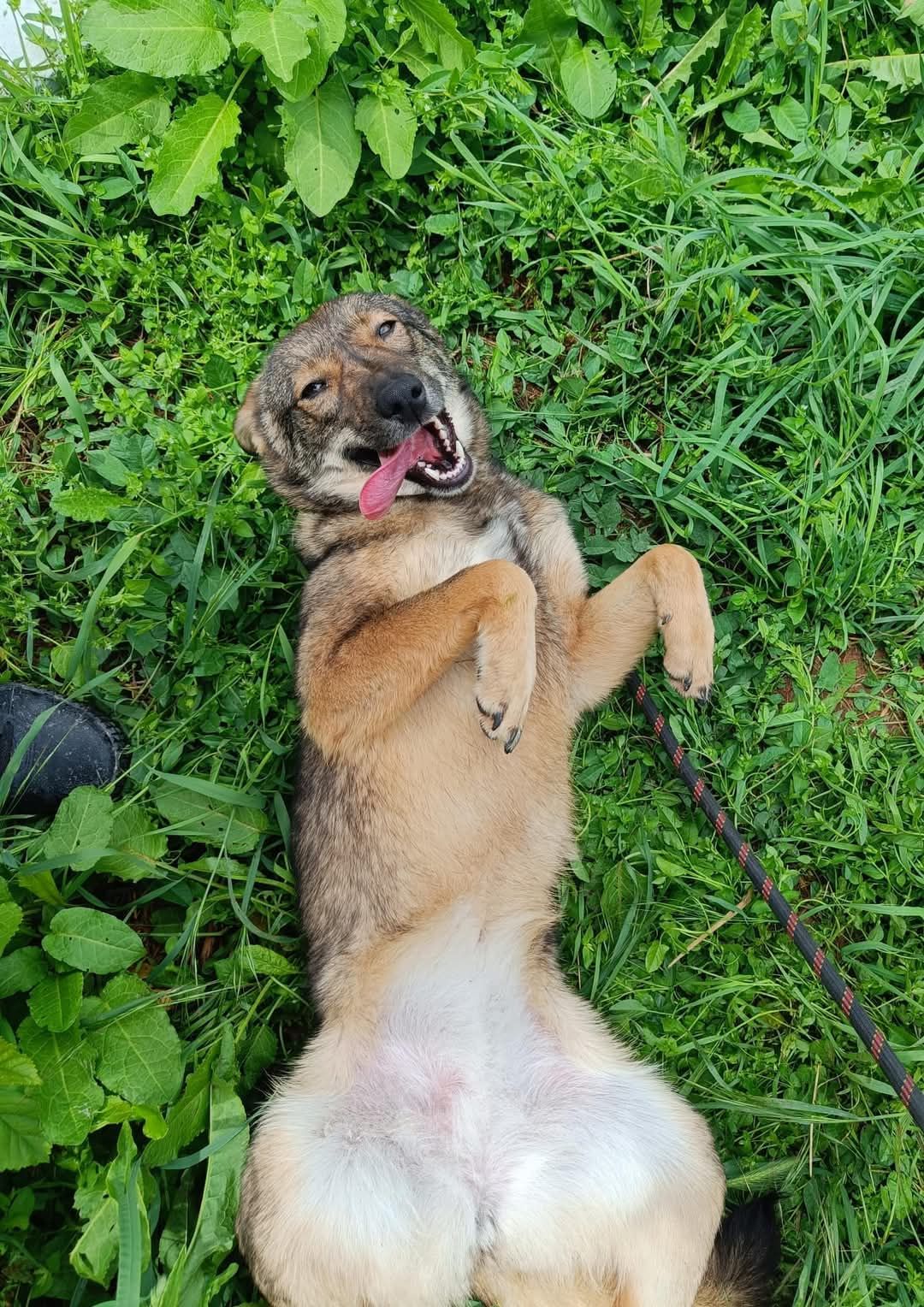 - andere Rassen Hündin 10 Monate Bicolor