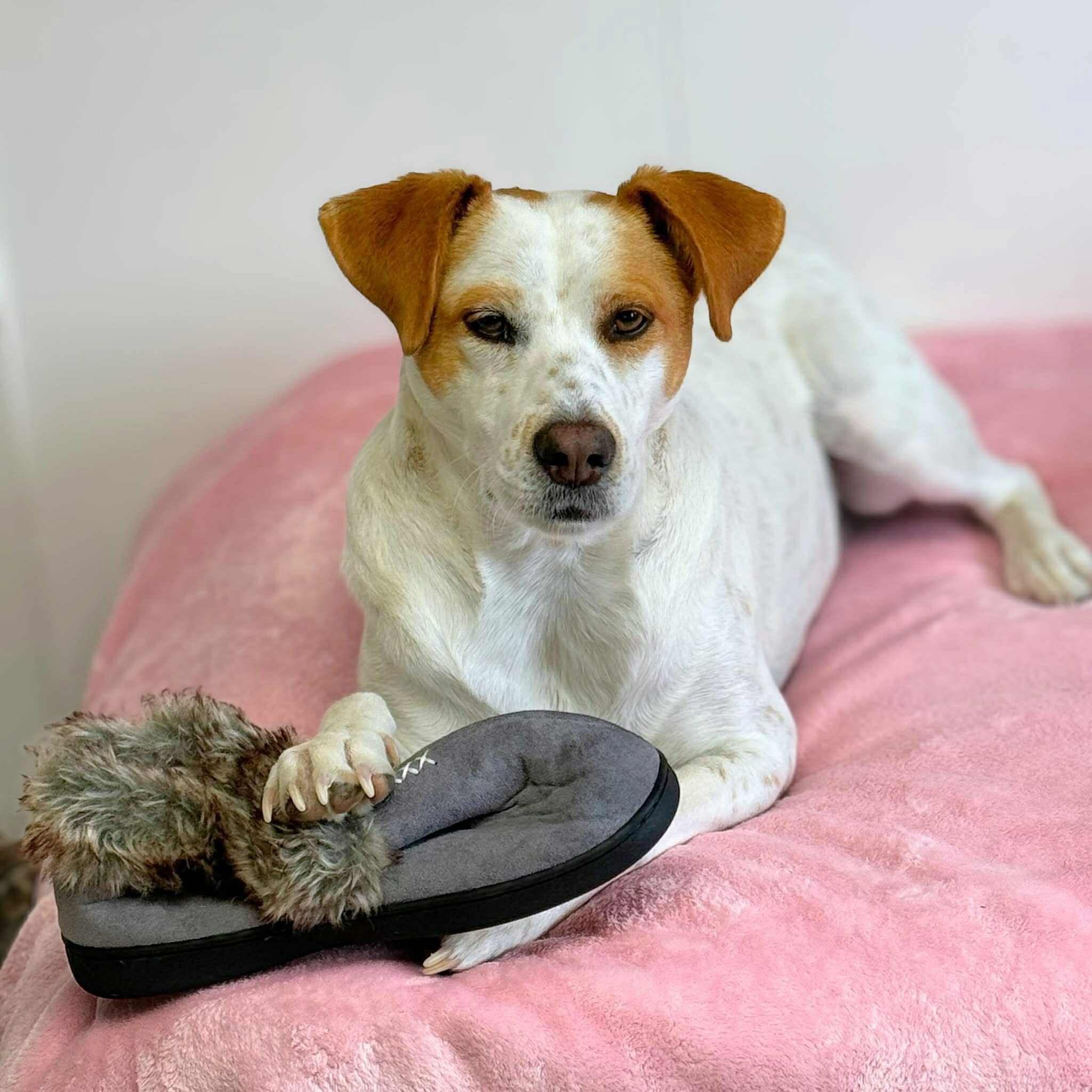 Levi - Little Mister Sunshine