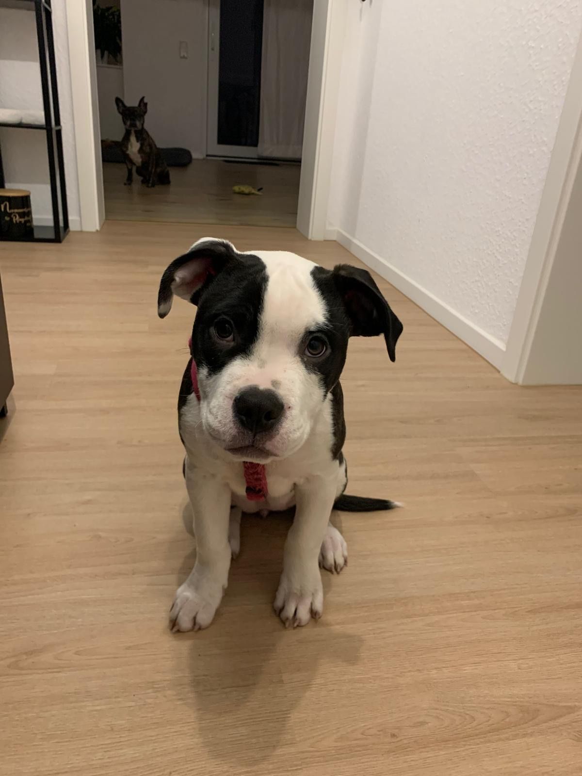 Old English Bulldog Hündin 4 Monate Schwarz-Weiß