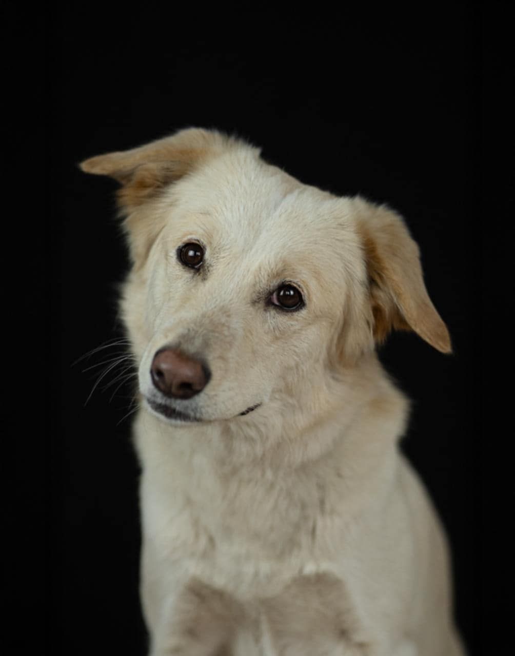 Canaan Dog(-Mix)