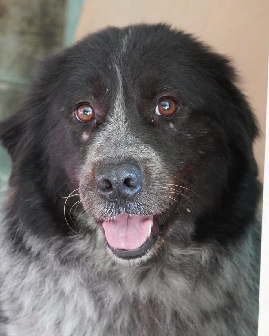 Olivia - Schüchterne Schönheit sucht neue Hunde-Menschen-Familie