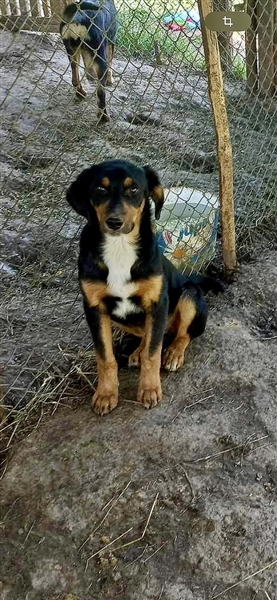 Mischling Hündin 2 Jahre Tricolor