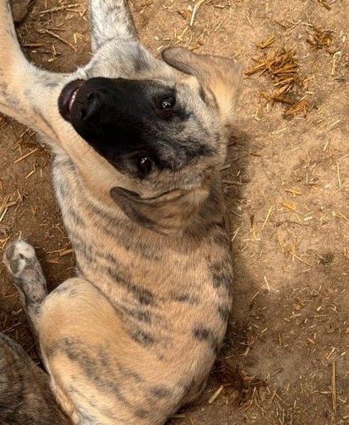 Hermine sucht hoffungsvolle ihre Familie