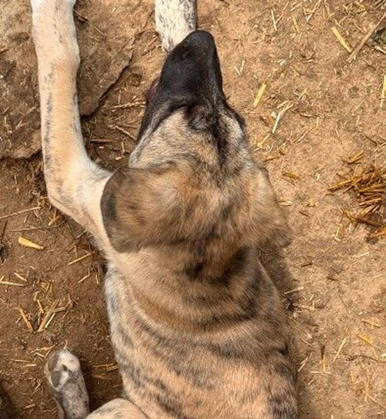 Hermine sucht hoffungsvolle ihre Familie