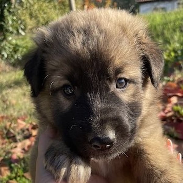 Kalani, geb. ca. 09/2025, lebt in GRIECHENLAND, auf einem Gelände, Hund ...